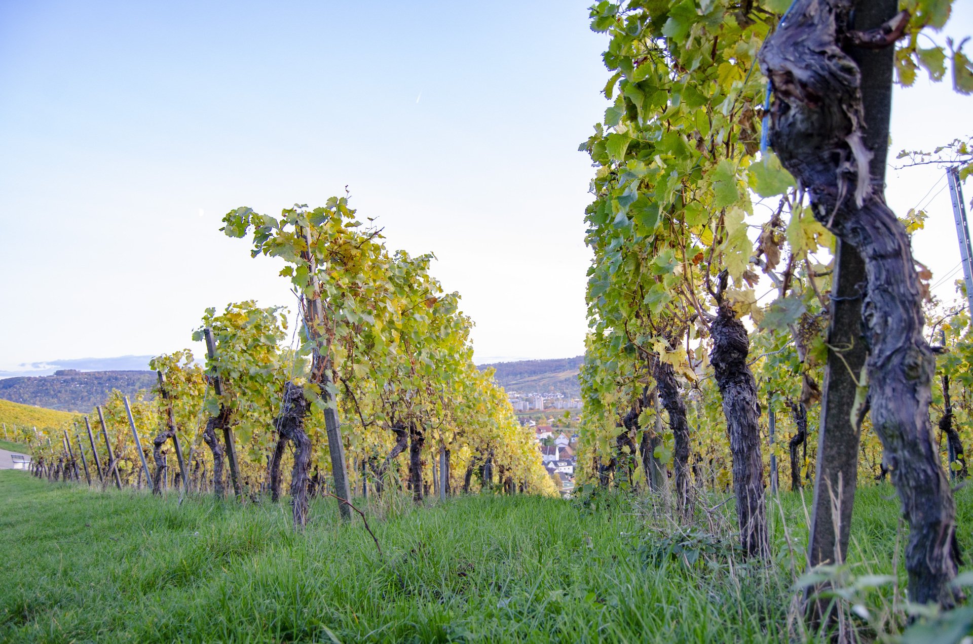 Schlosskellerei Von Gaisberg