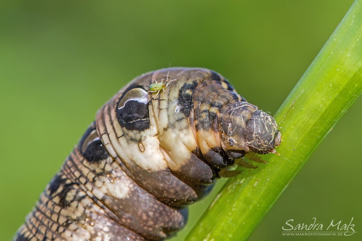 Makro-Fotos von Raupen und Larven