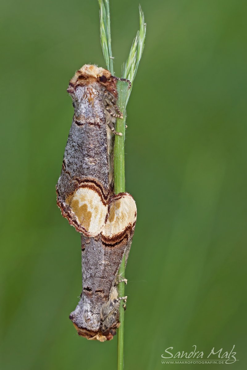 Fotos von Faltern und Schmetterlingen