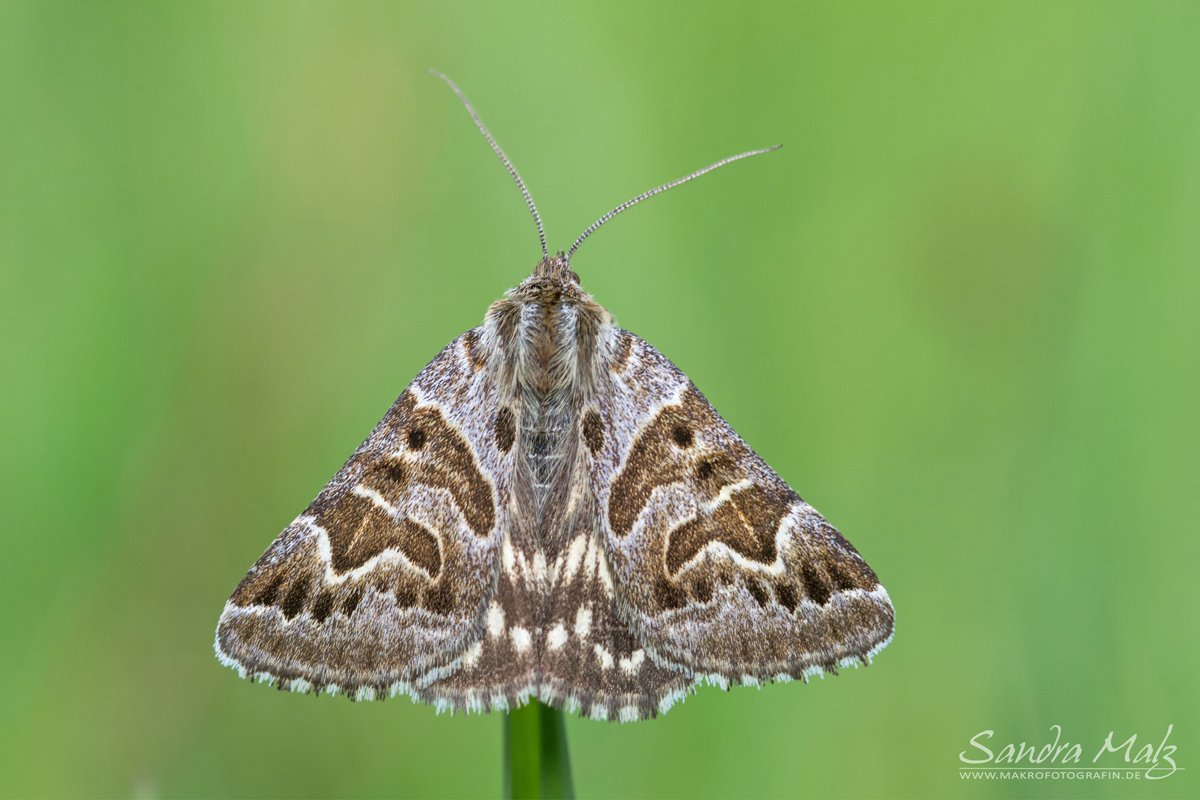 Fotos von Faltern und Schmetterlingen
