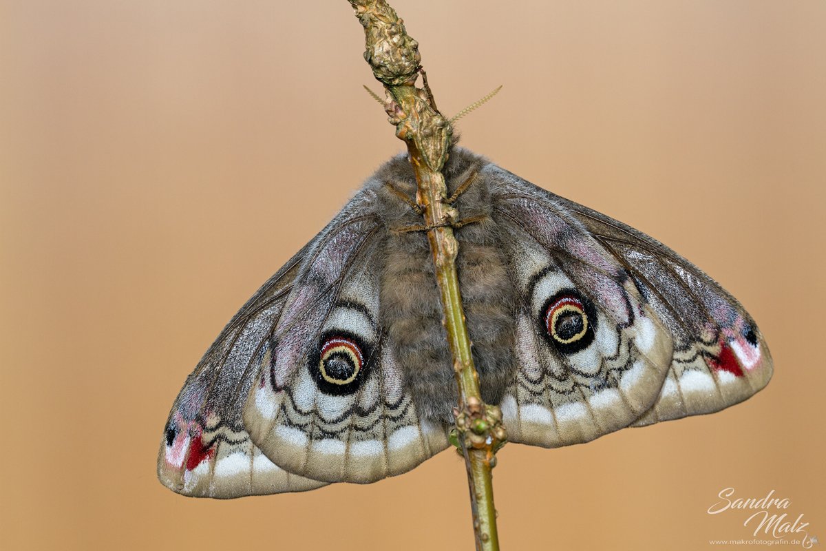 Fotos von Faltern und Schmetterlingen
