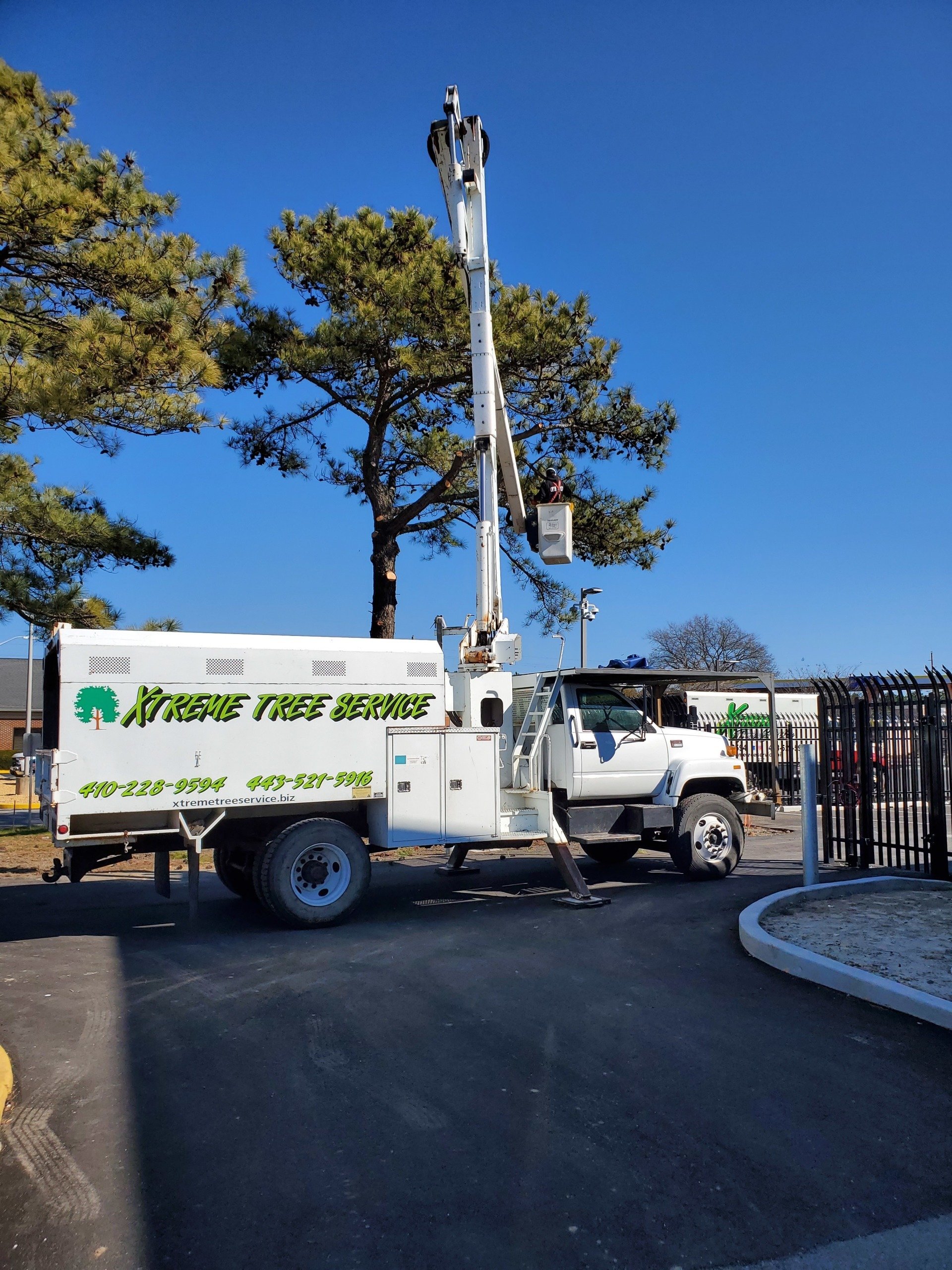Xtreme tree service Cambridge Maryland