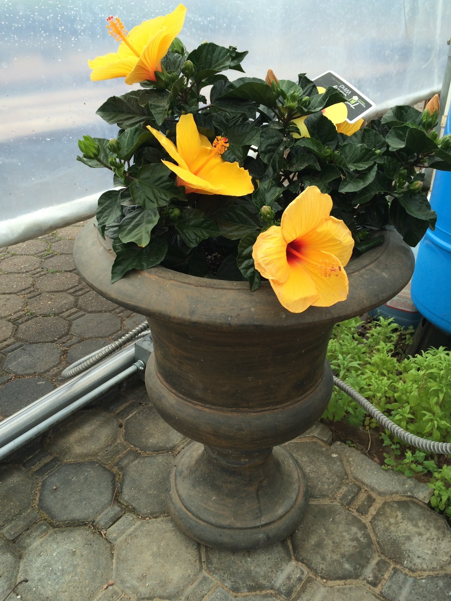 Home [www.twincreeksnursery.com]