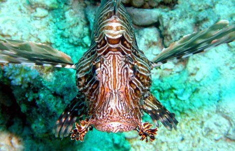 SSI Fish Identification - Fischbestimmung