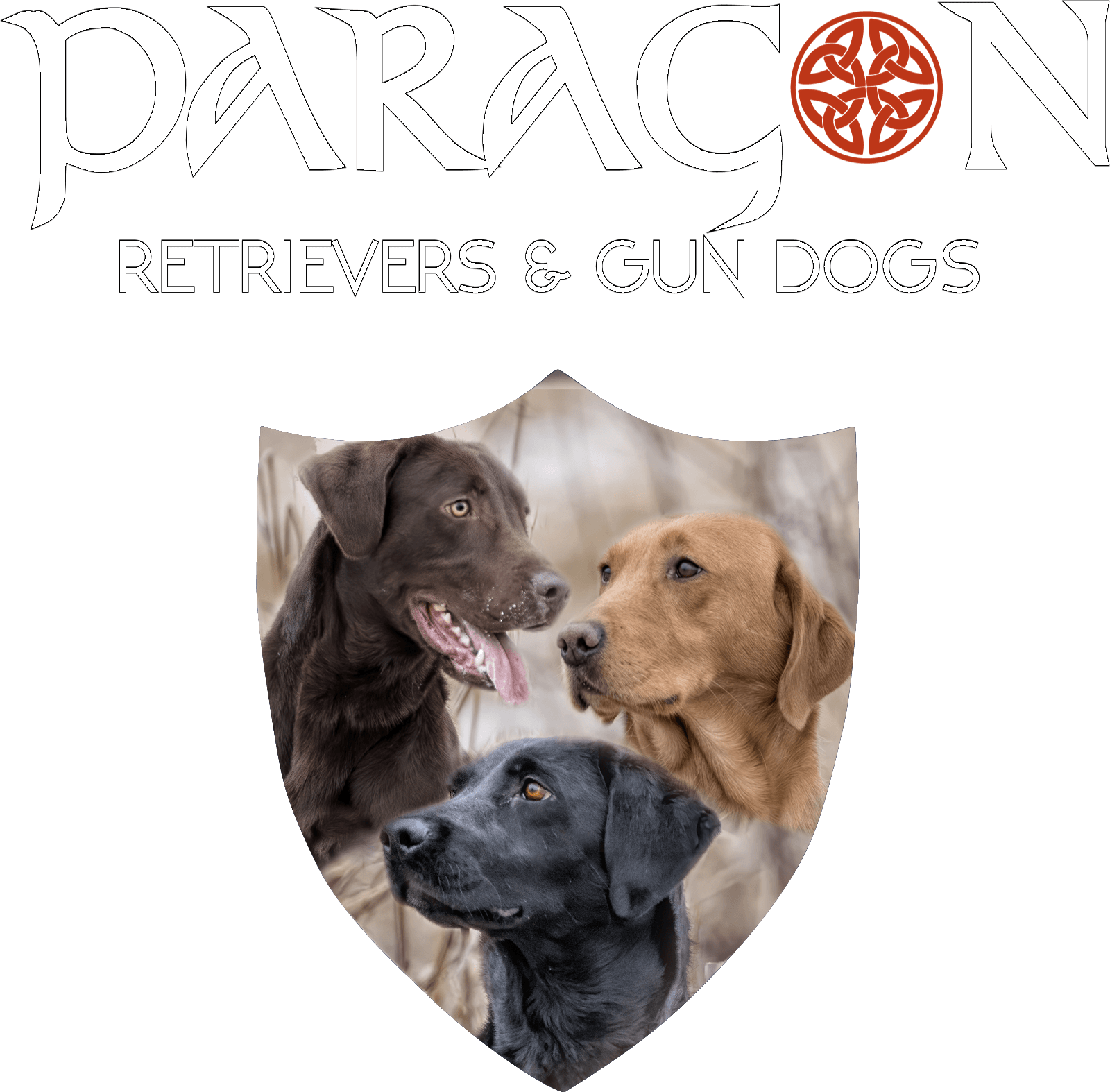Paragon Retrievers and Gun Dogs