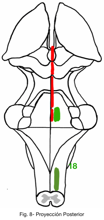 Formación Reticular