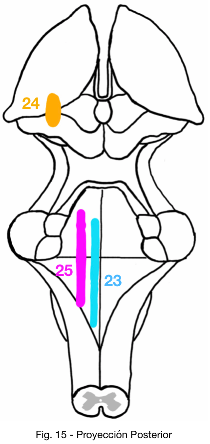 Formación Reticular