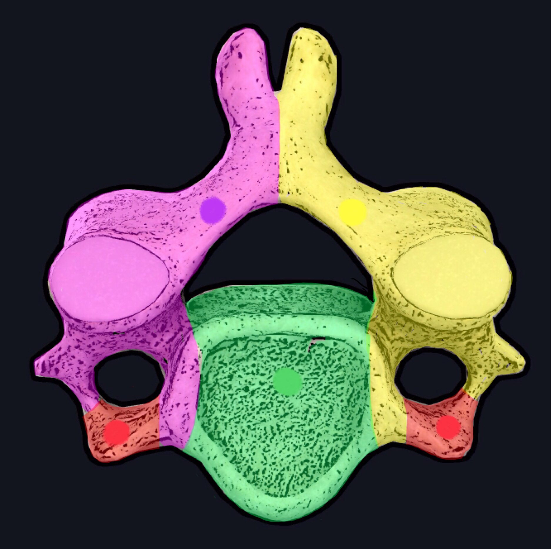 APARATO LOCOMOTOR OSTEOLOGIA COLUMNA CERVICAL C3 C4 C5 C6 C7