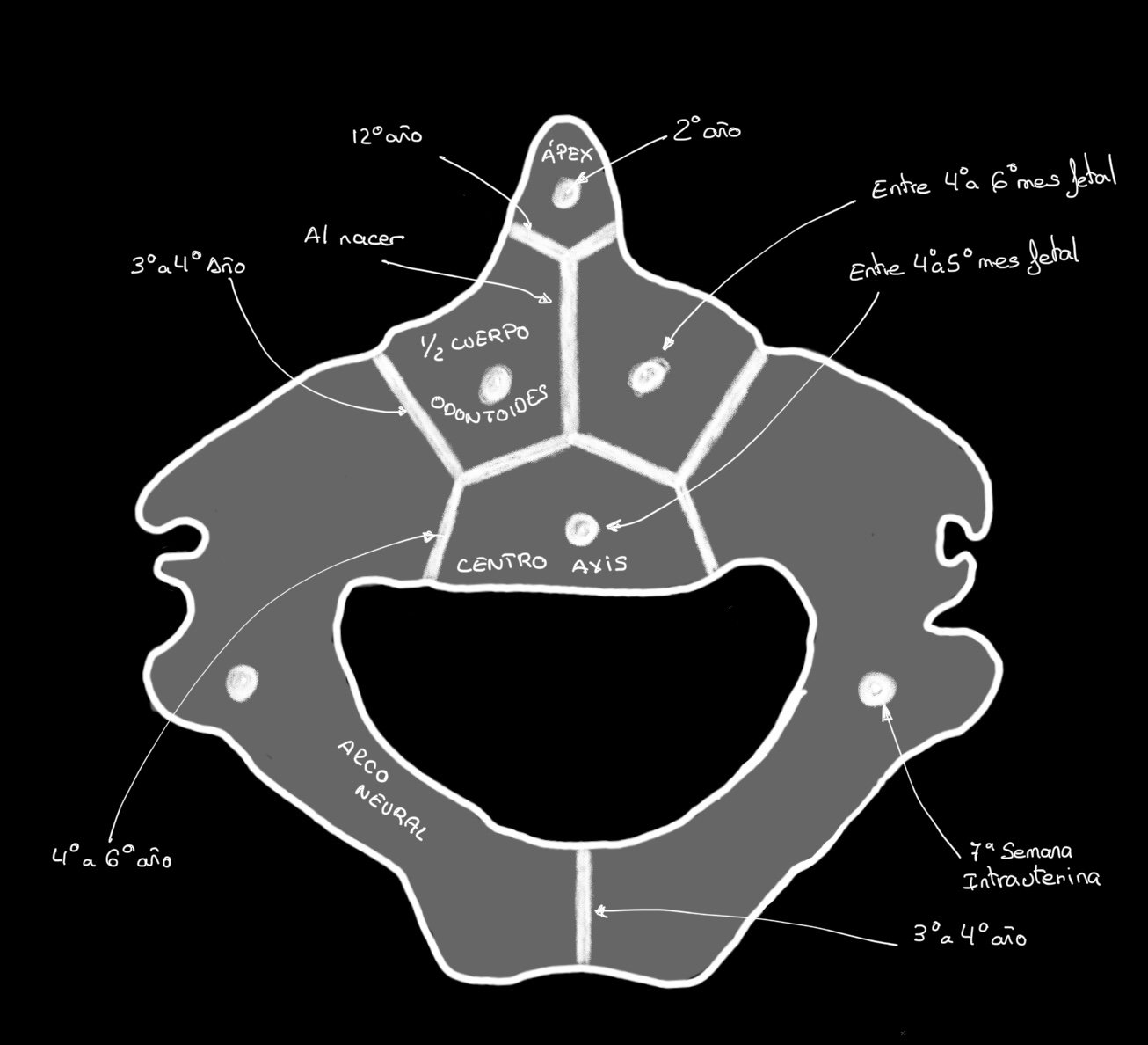 APARATO LOCOMOTOR OSTEOLOGÍA PELVIS ILION ISQUION PUBIS