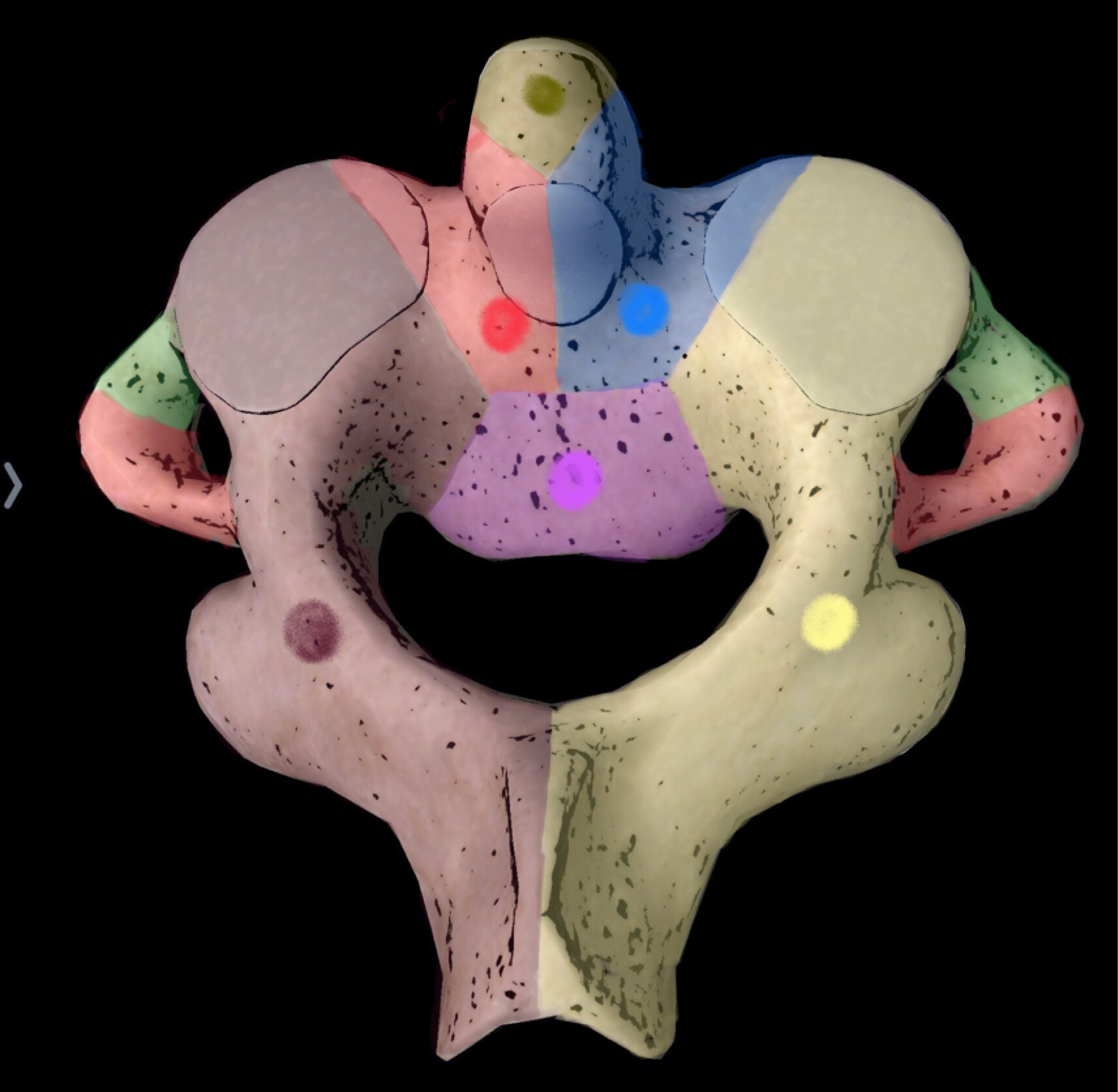 APARATO LOCOMOTOR OSTEOLOGÍA PELVIS ILION ISQUION PUBIS