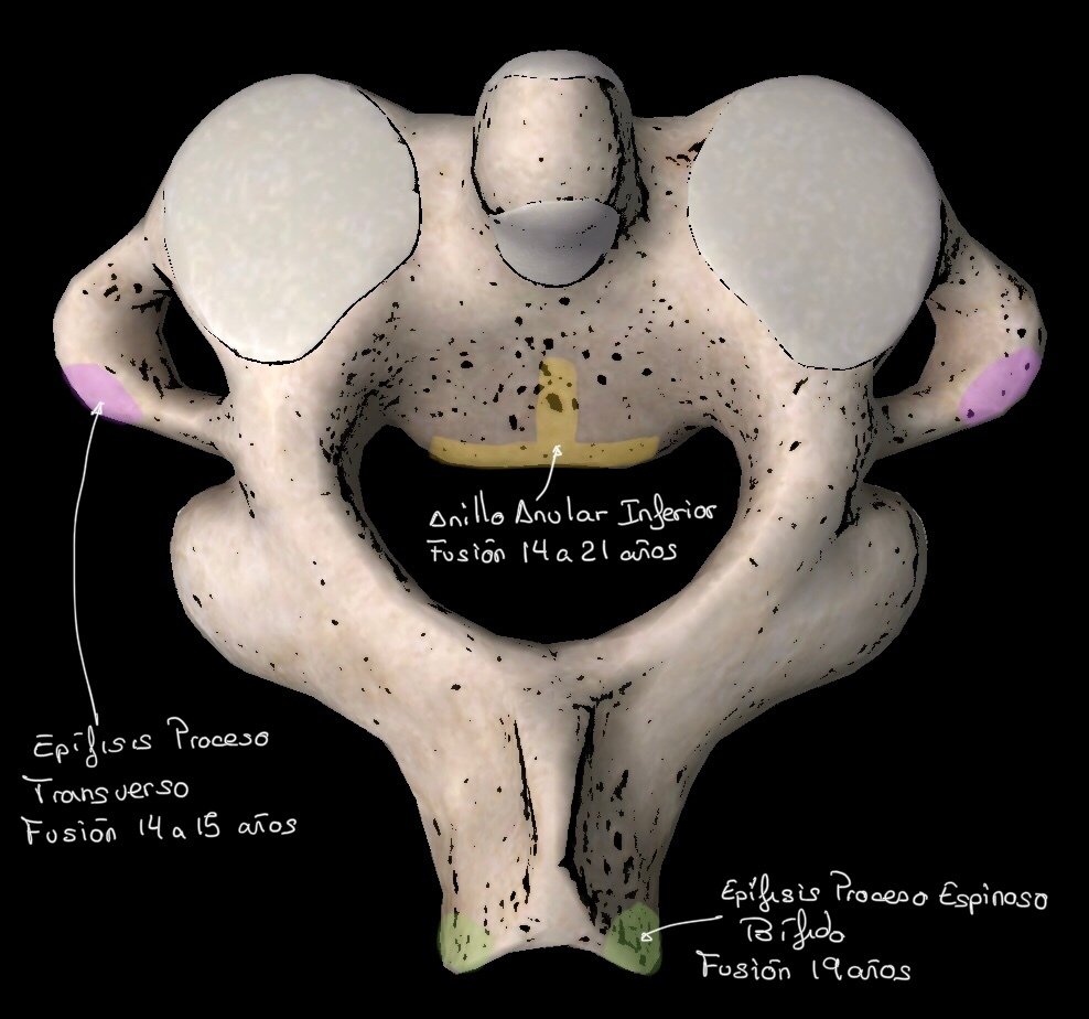 APARATO LOCOMOTOR OSTEOLOGÍA PELVIS ILION ISQUION PUBIS