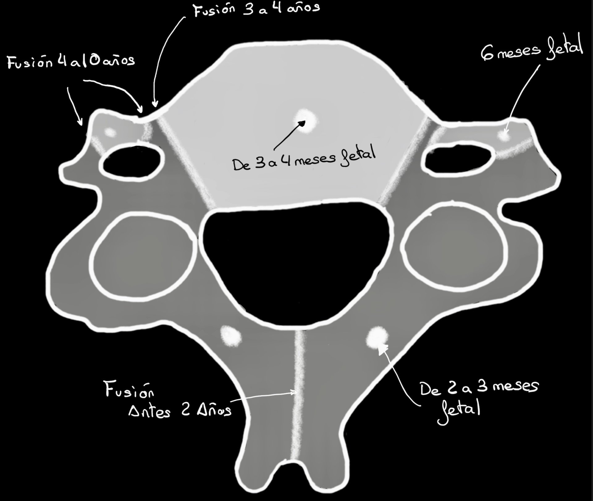 APARATO LOCOMOTOR OSTEOLOGIA COLUMNA CERVICAL C3 C4 C5 C6 C7