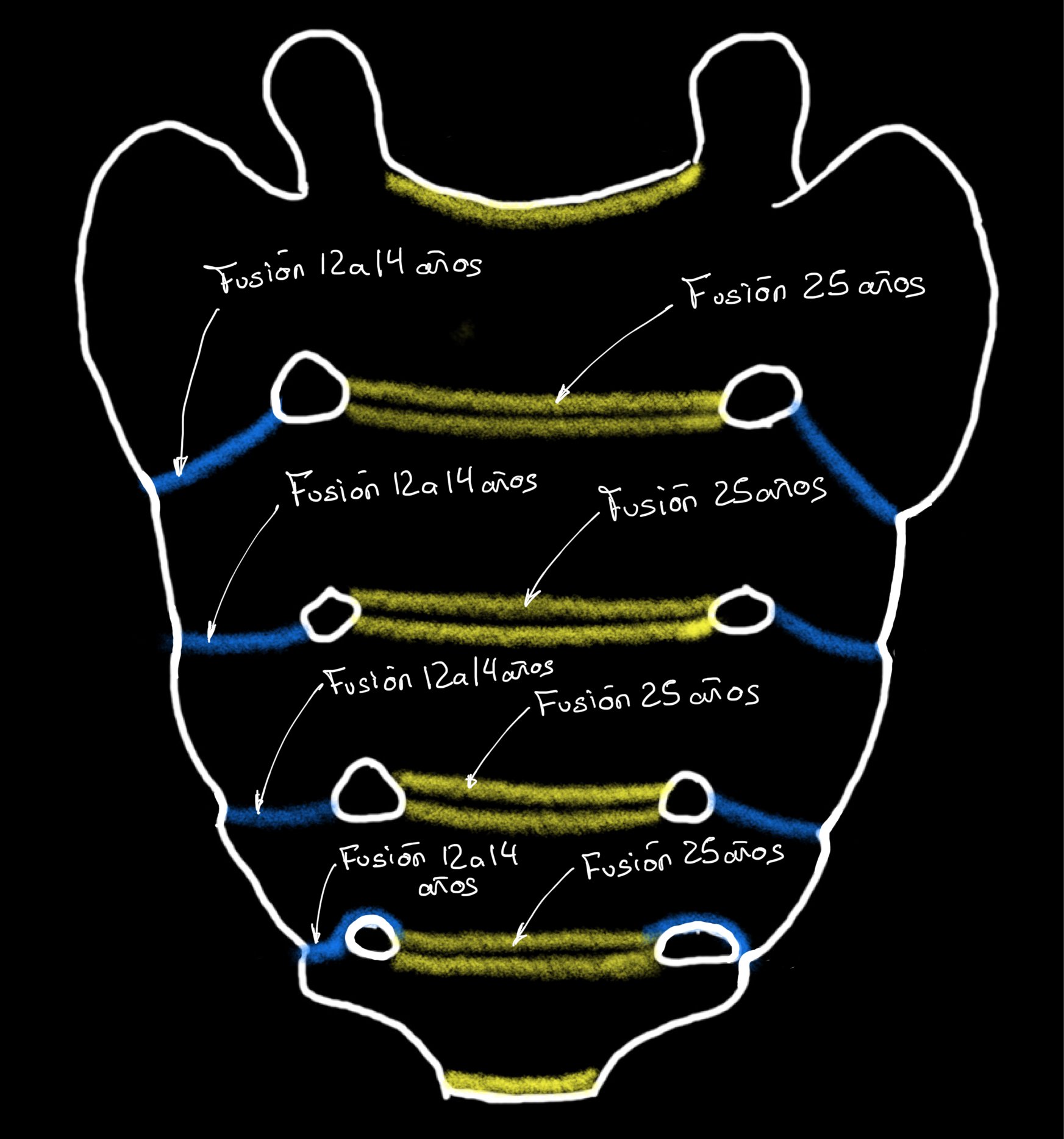 APARATO LOCOMOTOR OSTEOLOGIA SACRO