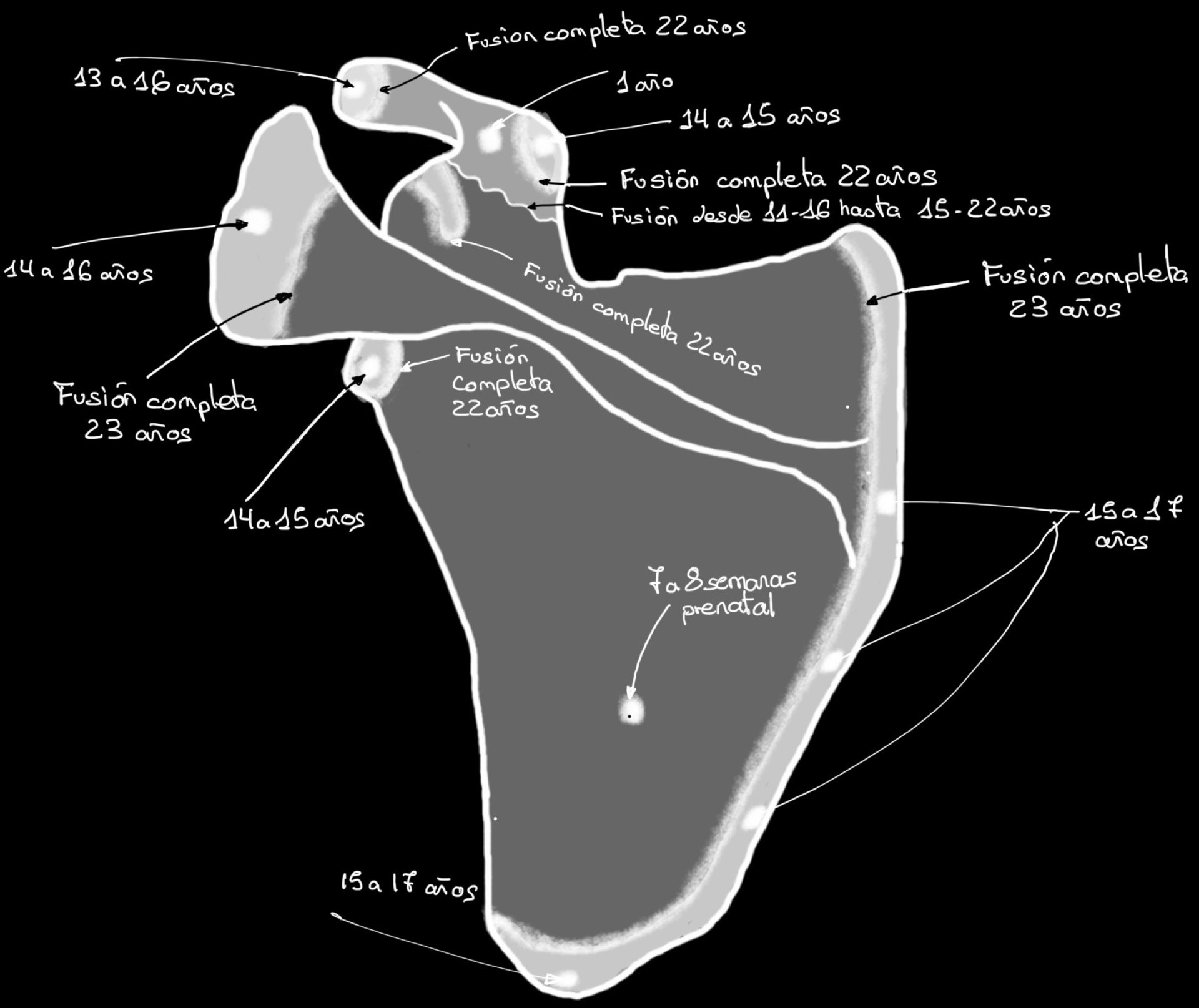 APARATO LOCOMOTOR OSTEOLOGÍA SECUNDARIOS ESCÁPULA OMOPLATO