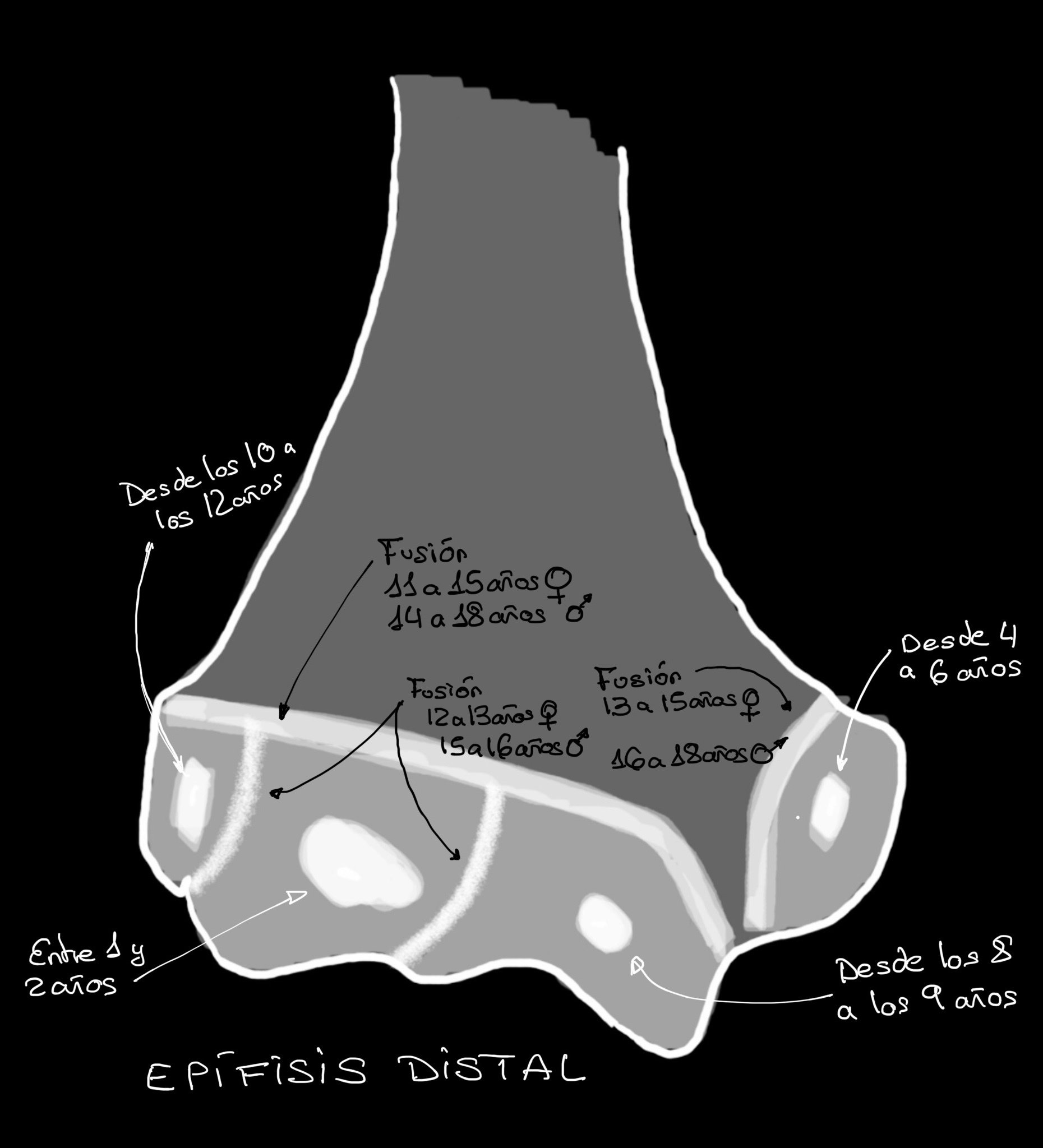 APARATO LOCOMOTOR OSTEOLOGÍA HÚMERO