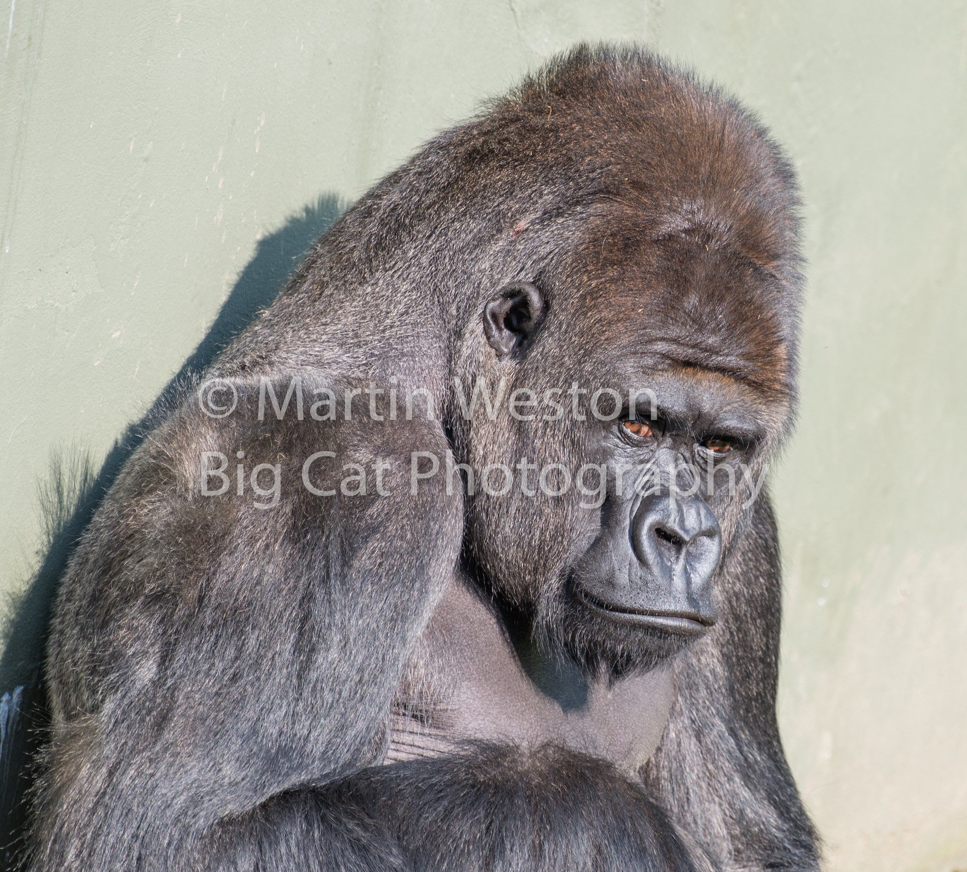 Gorilla Gallery - Photos of Silverbacks and Troops