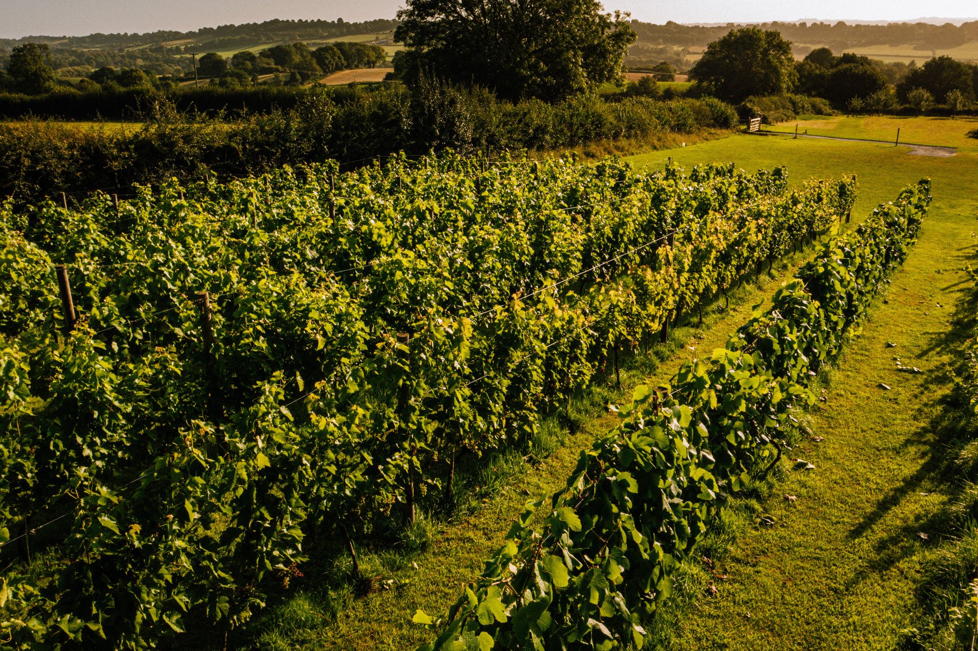 Amber Valley Vineyards, Derbyshire, England,