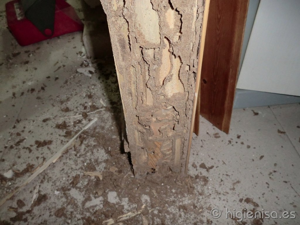 ¿Cómo detectar termitas? ¿Cómo saber si tengo termitas?