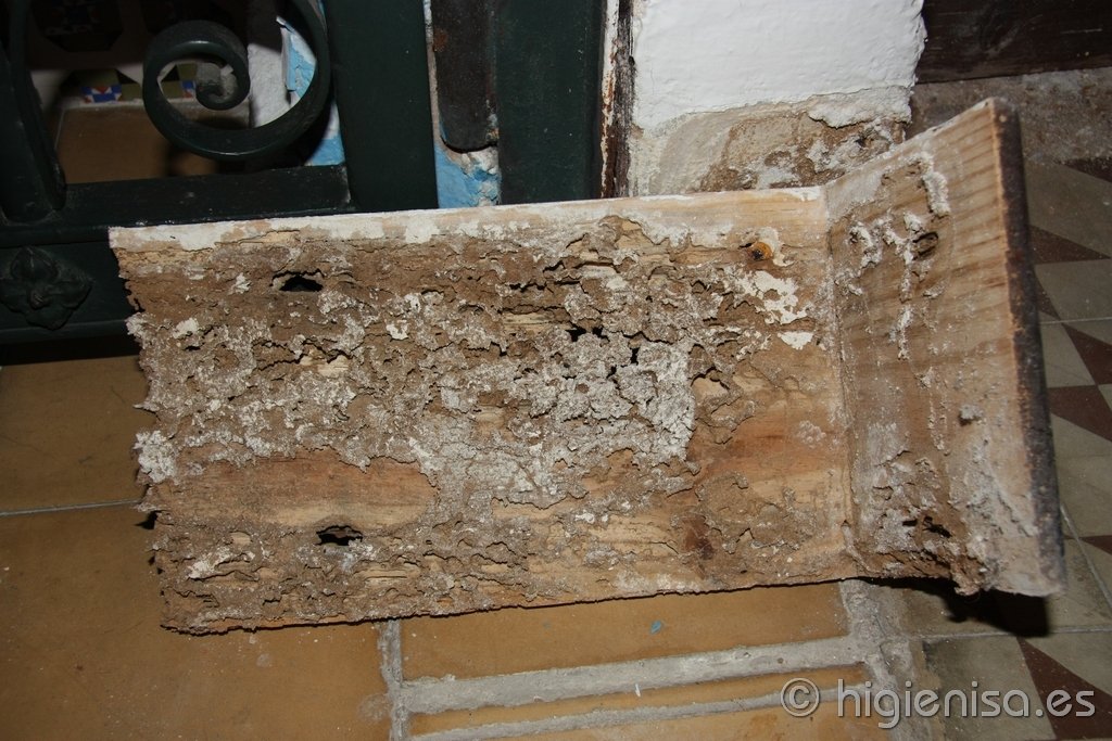 ¿Cómo detectar termitas? ¿Cómo saber si tengo termitas?