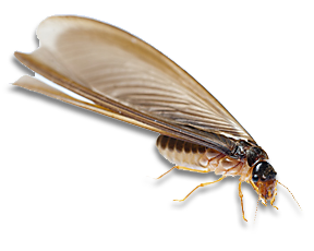 ¿Qué son las termitas? ¿cómo son las termitas?