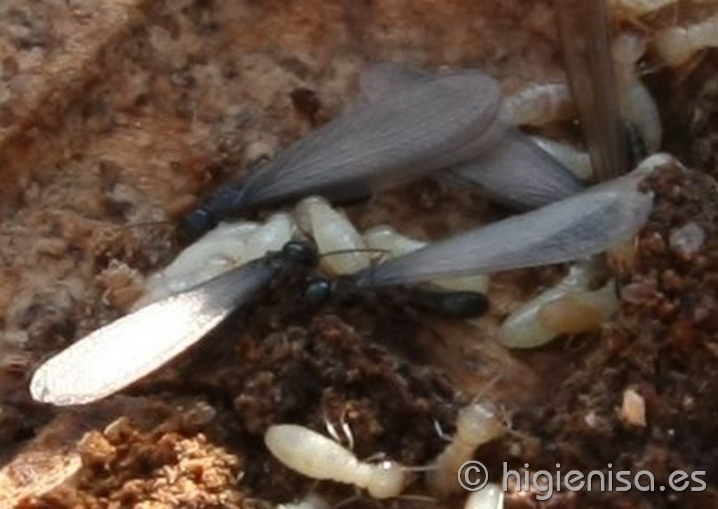 Termitas voladoras y hormigas con alas: diferencias