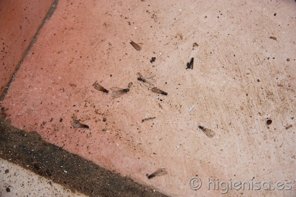 ¿Cómo detectar termitas? ¿Cómo saber si tengo termitas?