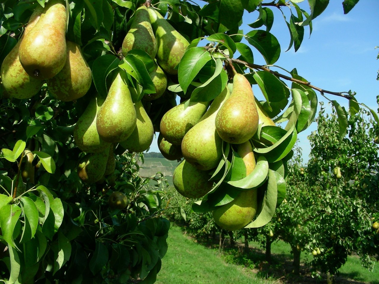 Nos produits : pommes, poires, cerises, prunes