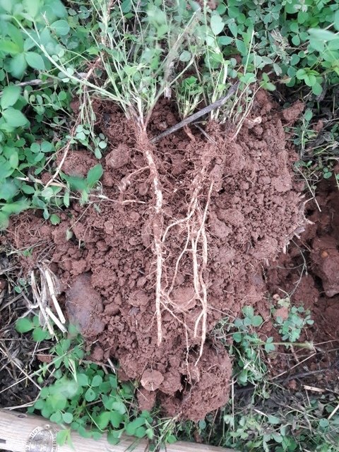 Stantyway organic farming