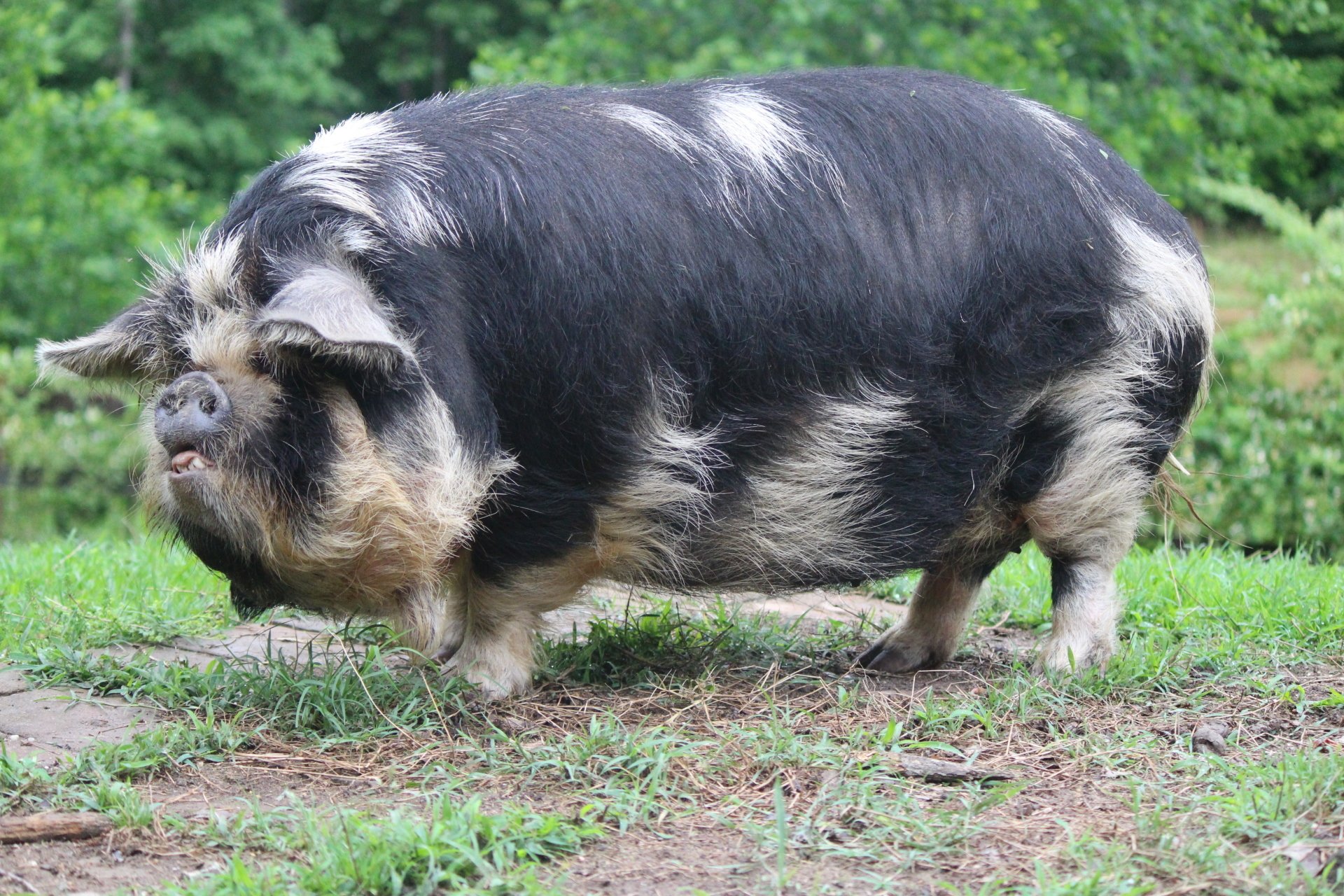 Available Pigs