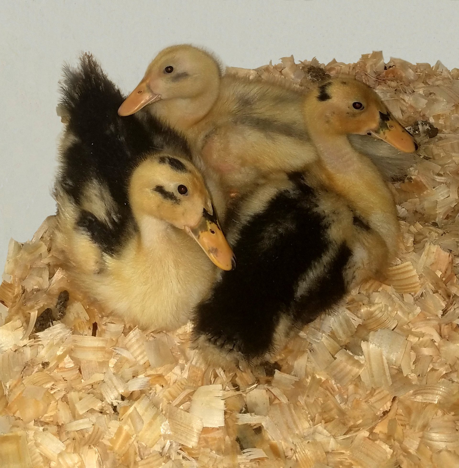 Ancona Ducks