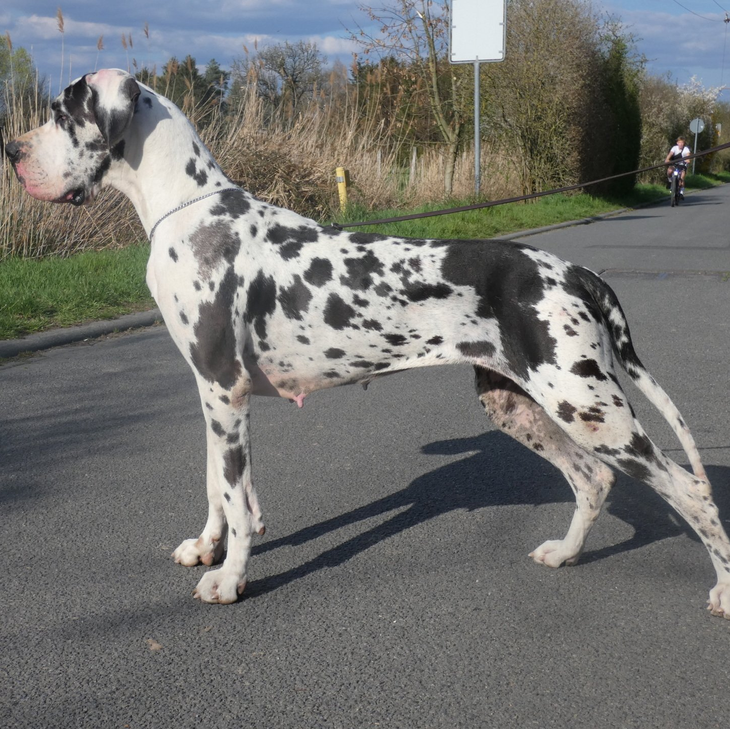 KyDD e.V. - Wir machen uns stark für Deutsche Doggen