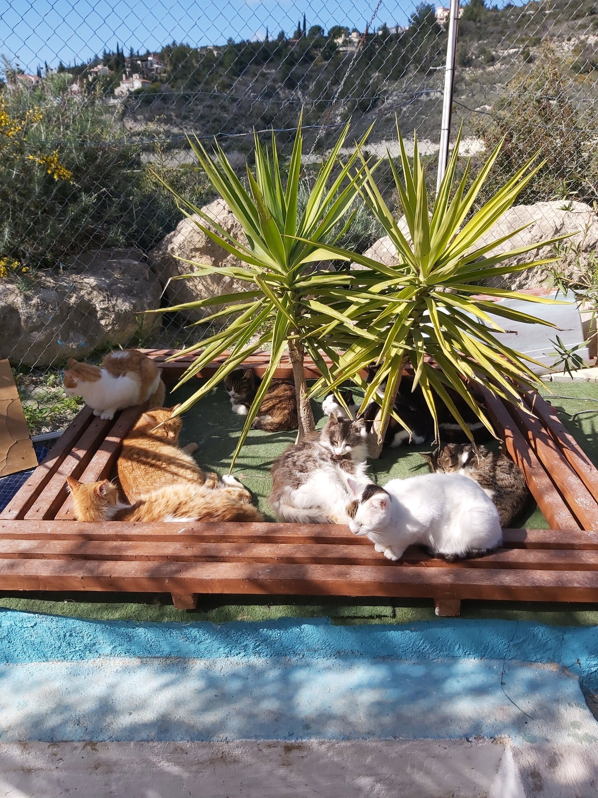 Cat sanctuary in Paphos, Cyprus. Caring for 550 cats