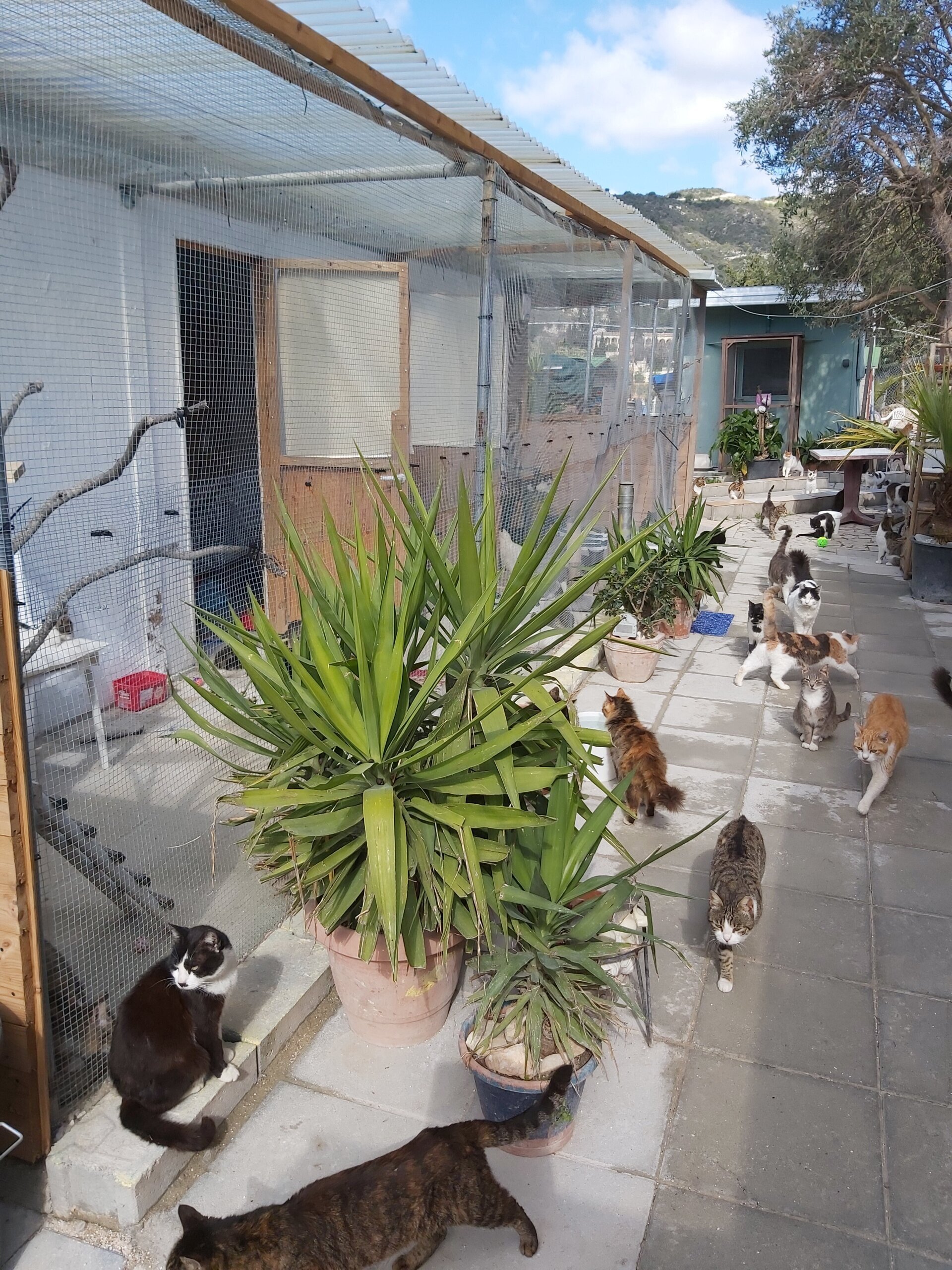 Cat sanctuary in Paphos, Cyprus. Caring for 550 cats