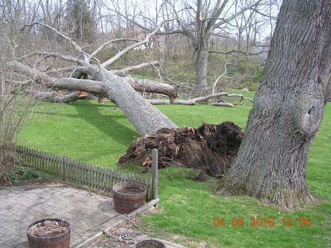 Tree Failure Experts