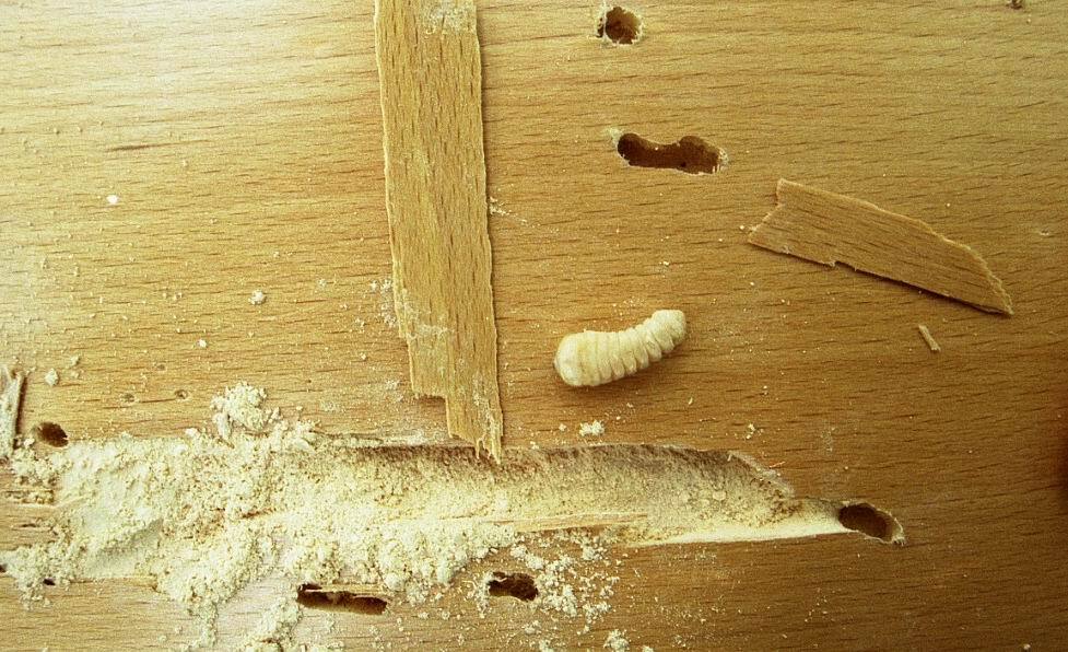 Soluciones Anti-Carcoma para Muebles y Vigas de madera