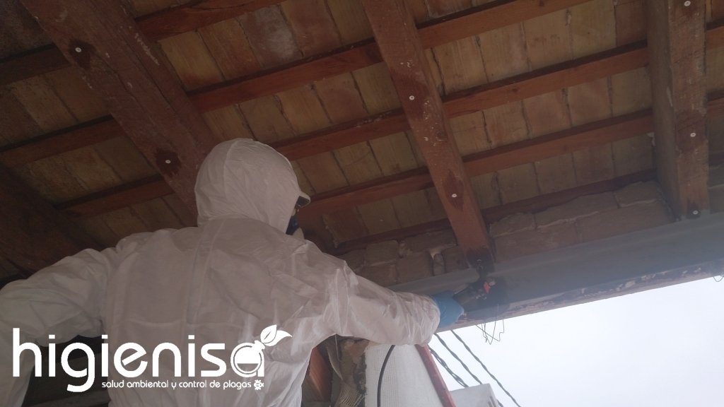 Eliminar termitas Alicante. Tratamientos contra termitas en Alicante