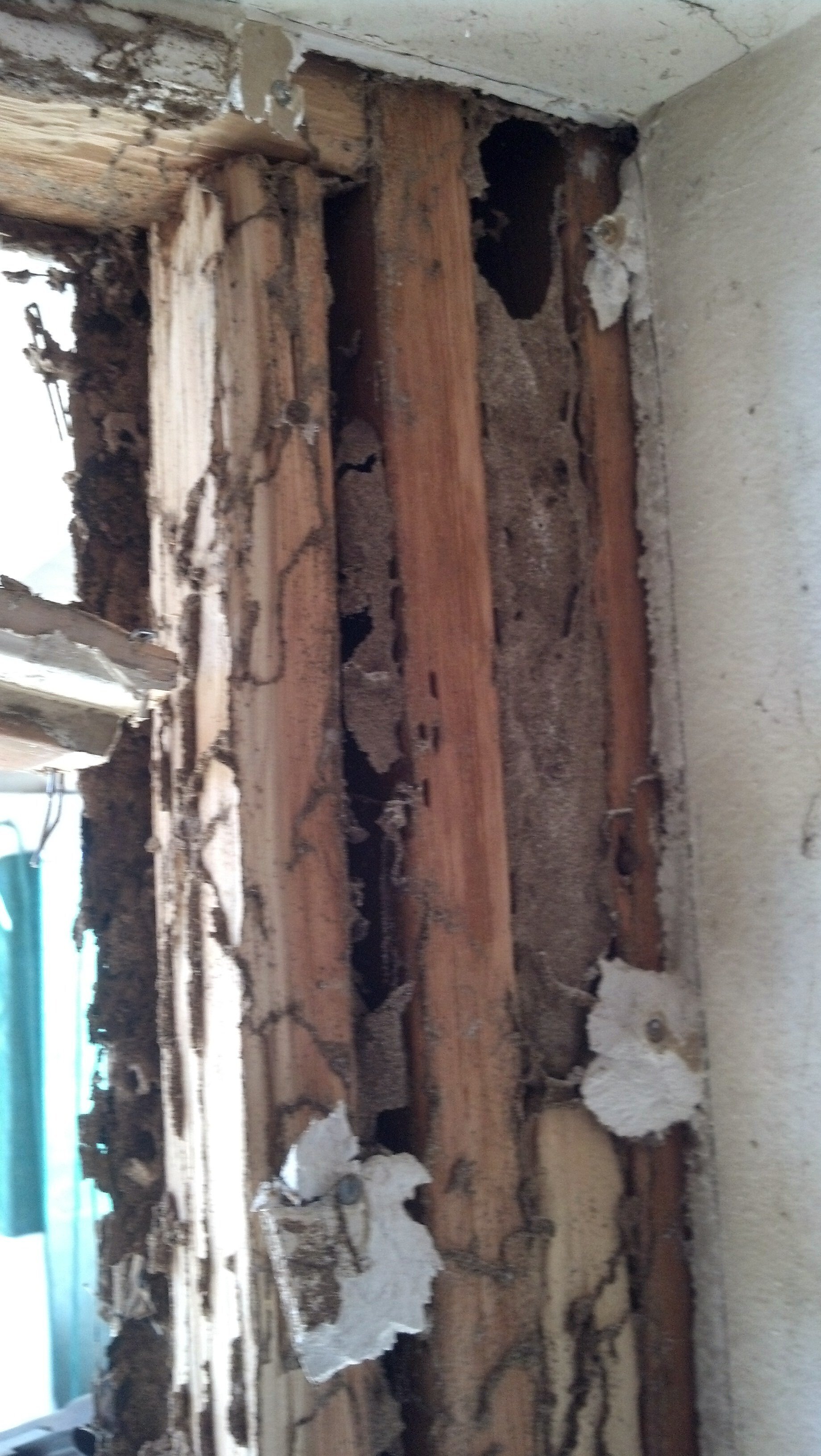 Republic Missouri Termite Inspection