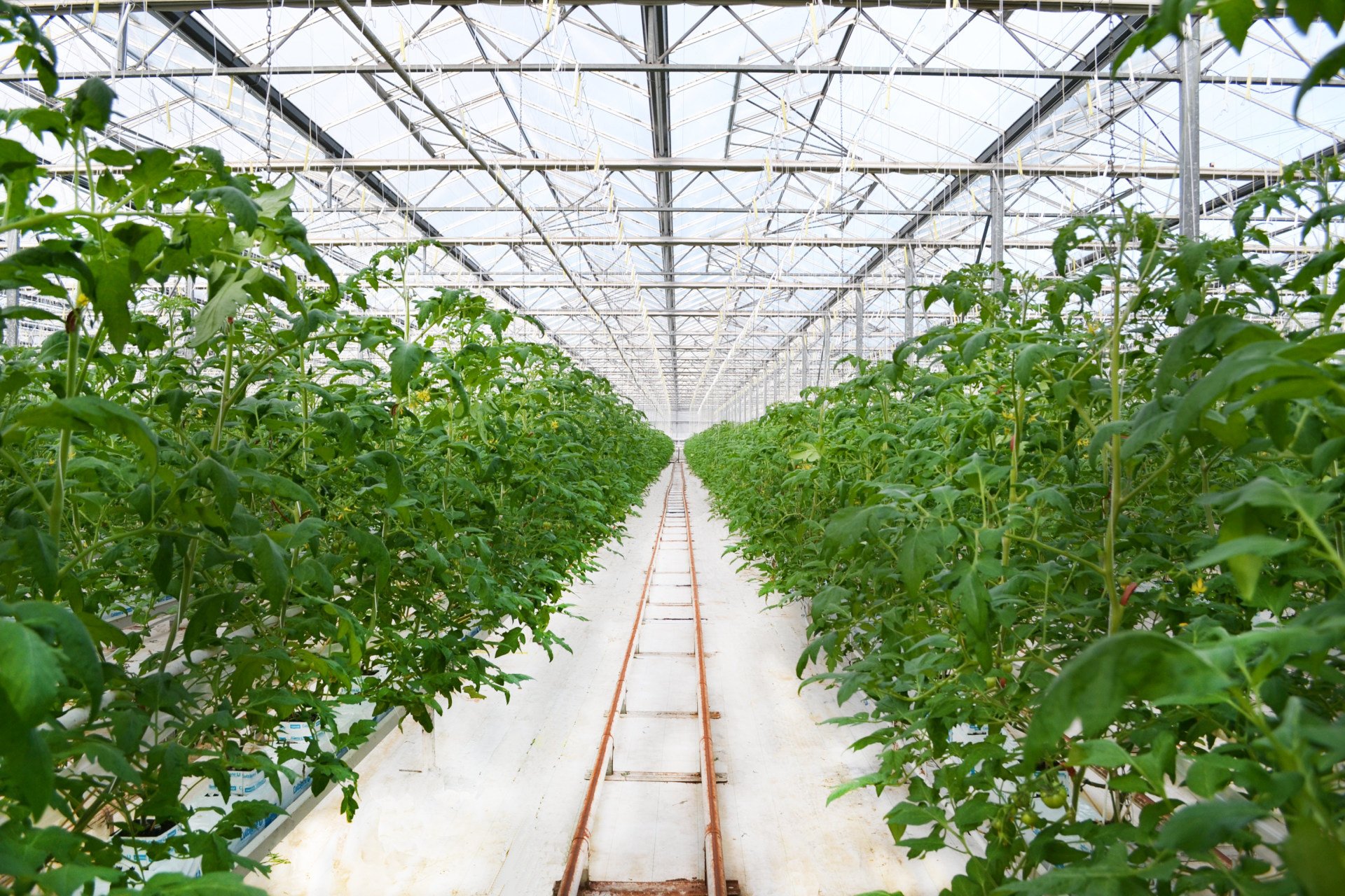 Que se passe-t-il dans nos serres de tomates