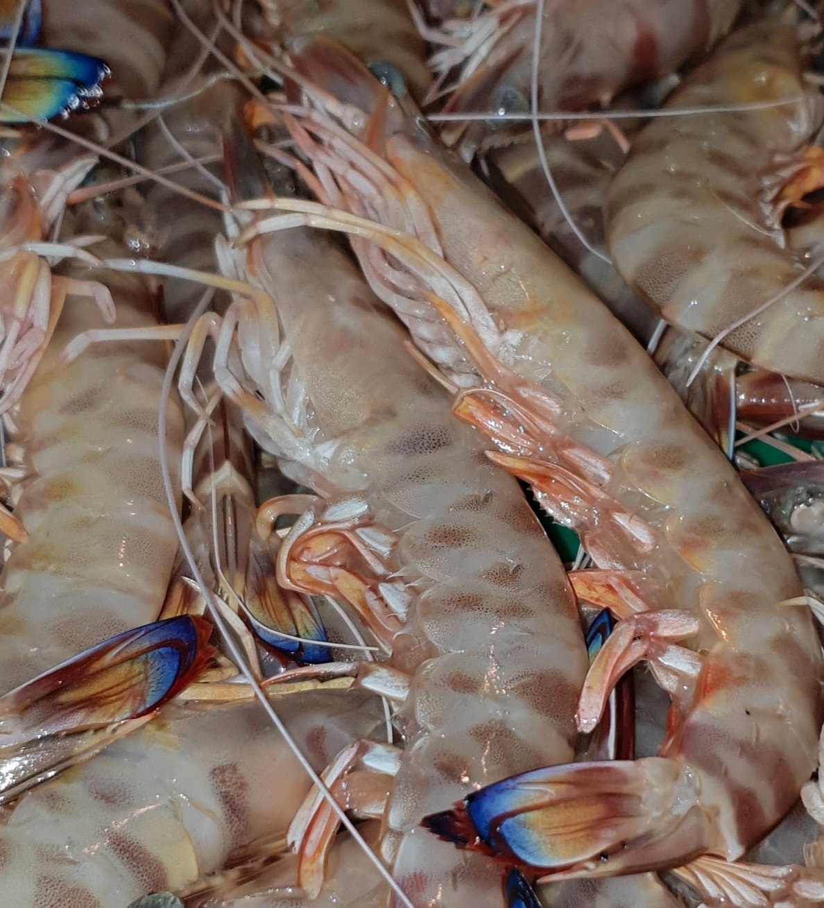 Mariscos TONI (Huelva),frescos y cocidos. Venta online.