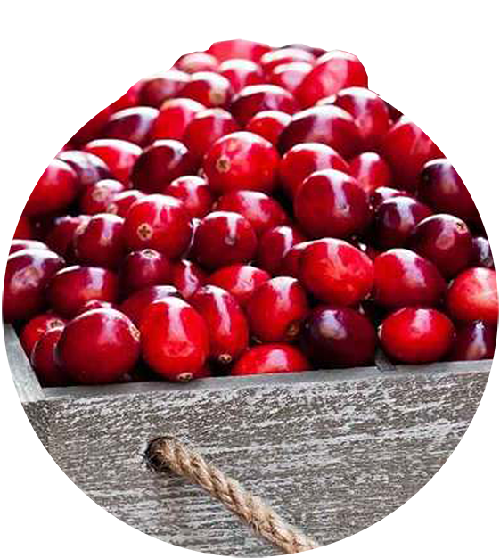 THE BOG - Riverside Cranberry Farm - WELCOME