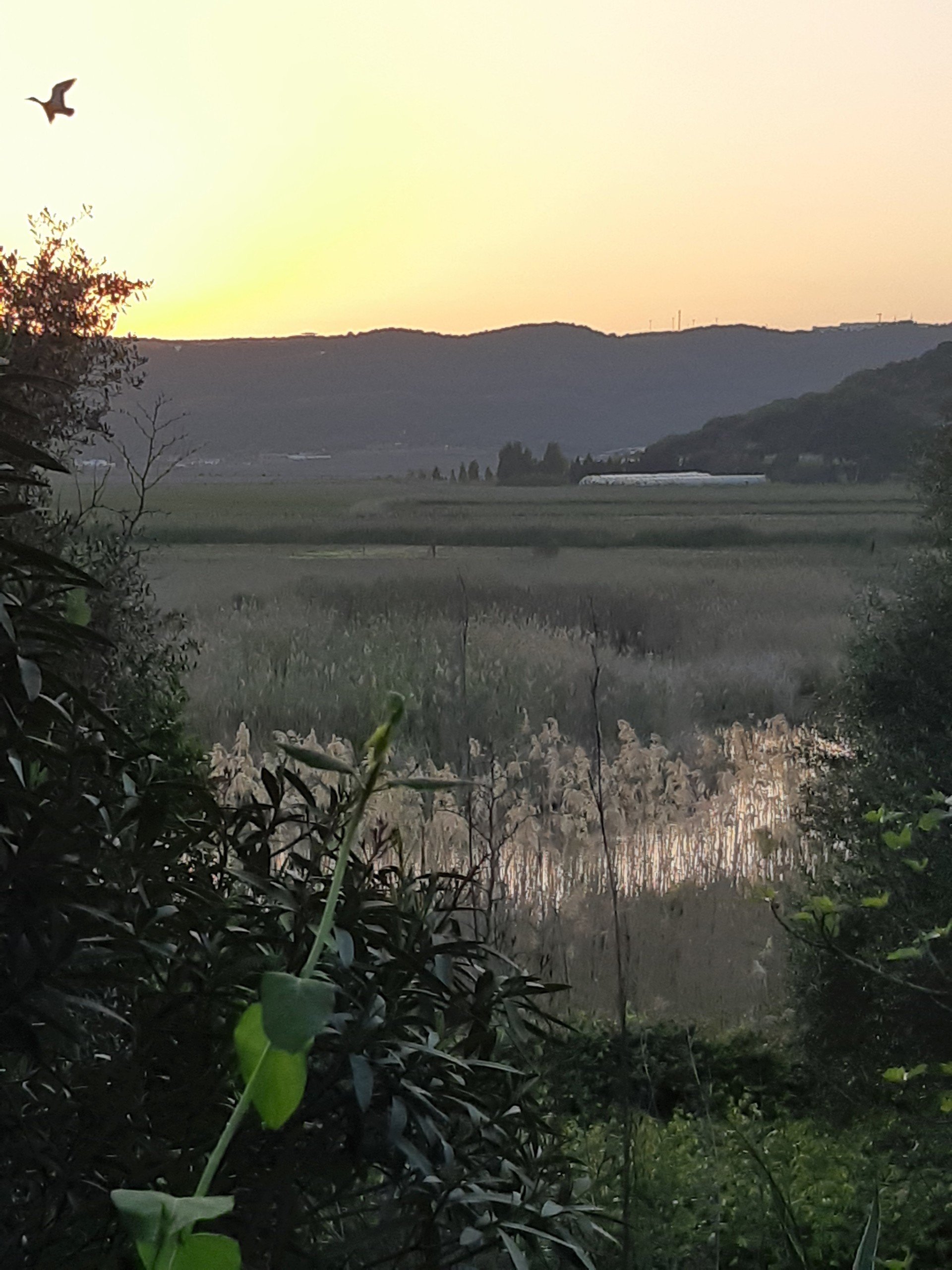 Finca