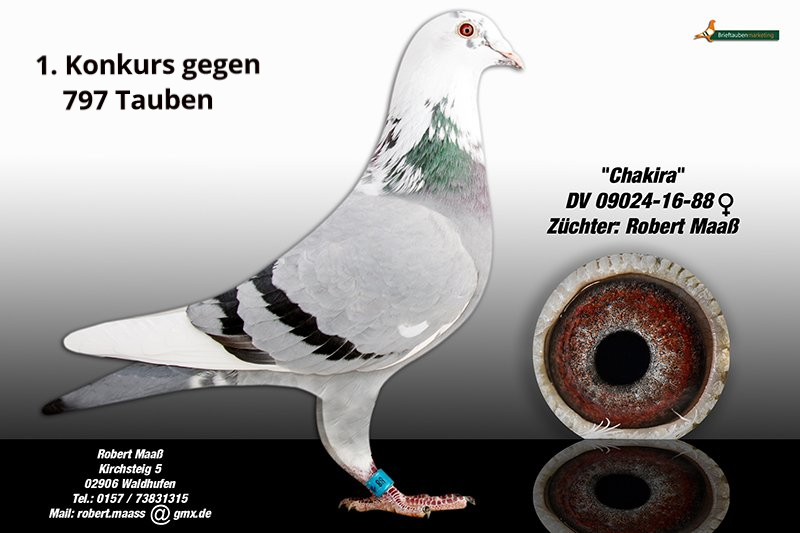 Außergewöhnliche Brieftauben vom Spitzenzüchter Robert Maaß