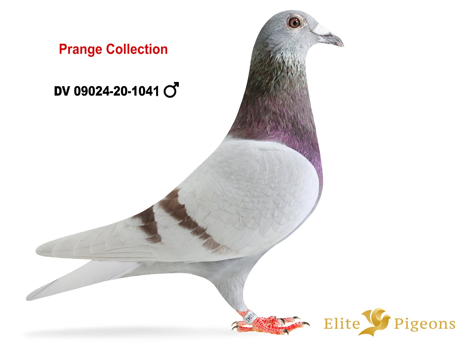 Außergewöhnliche Brieftauben vom Spitzenzüchter Robert Maaß