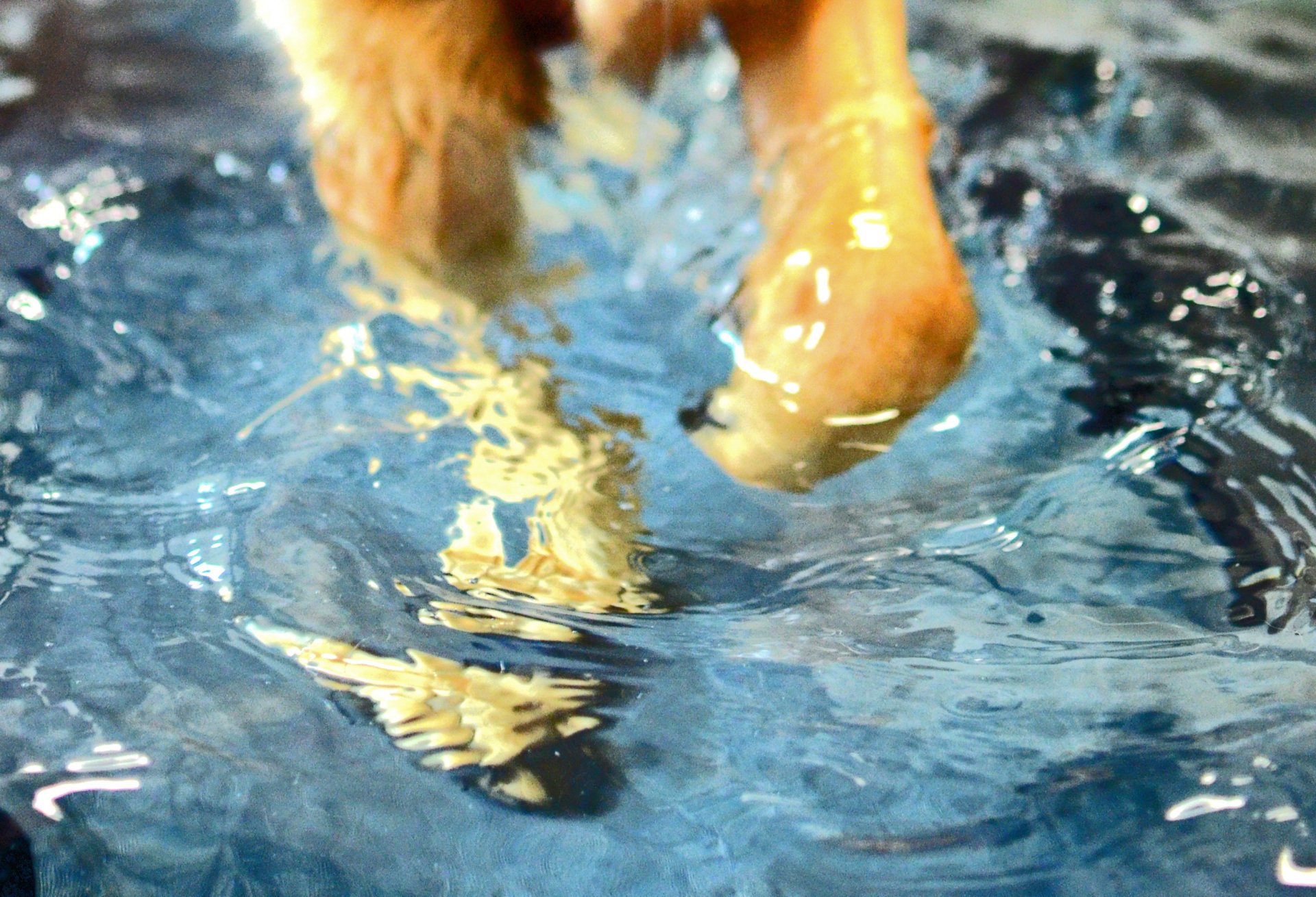 Kent dog hydrotherapy and animal physiotherapy