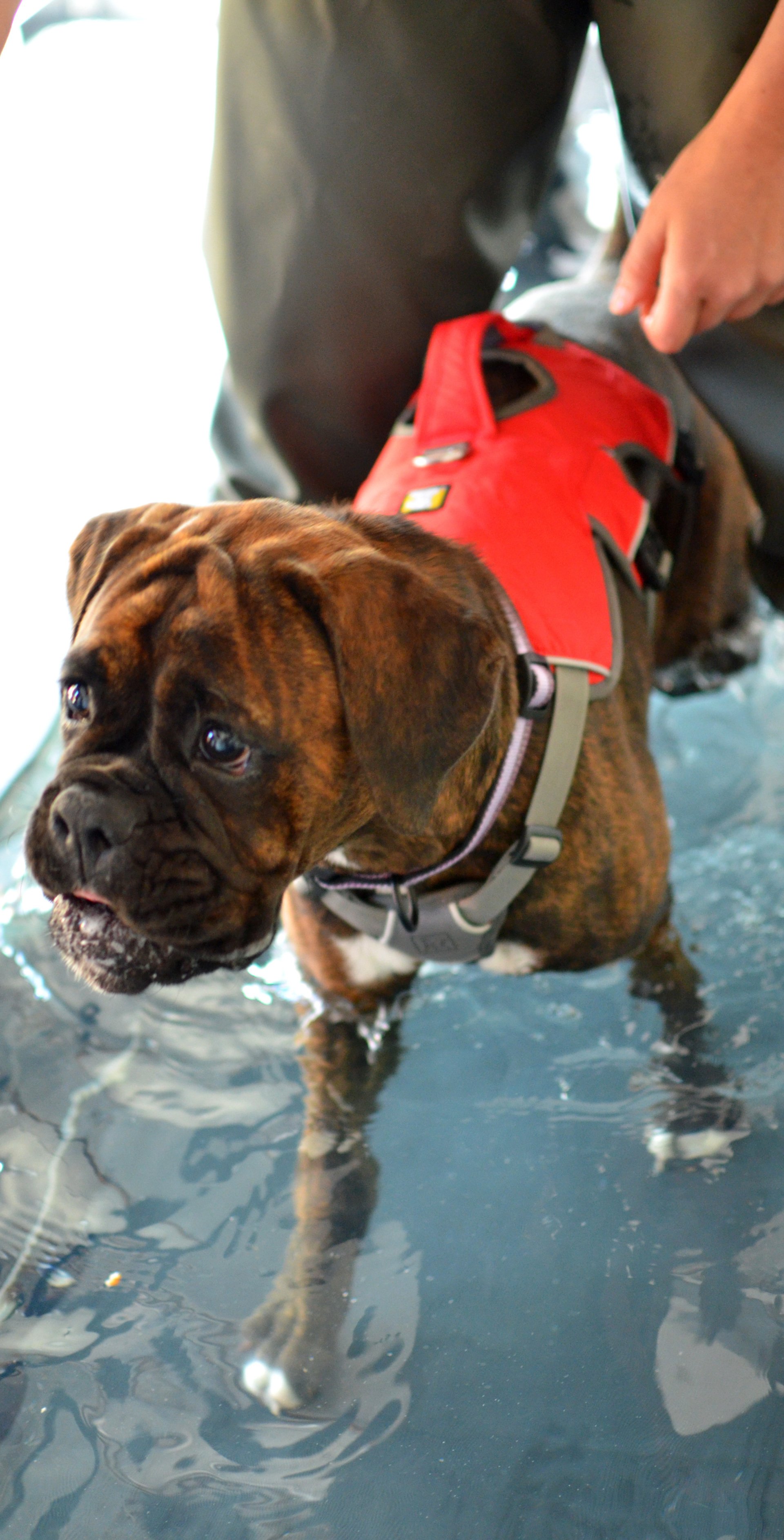 Kent dog hydrotherapy, nerve damage therapy for dogs