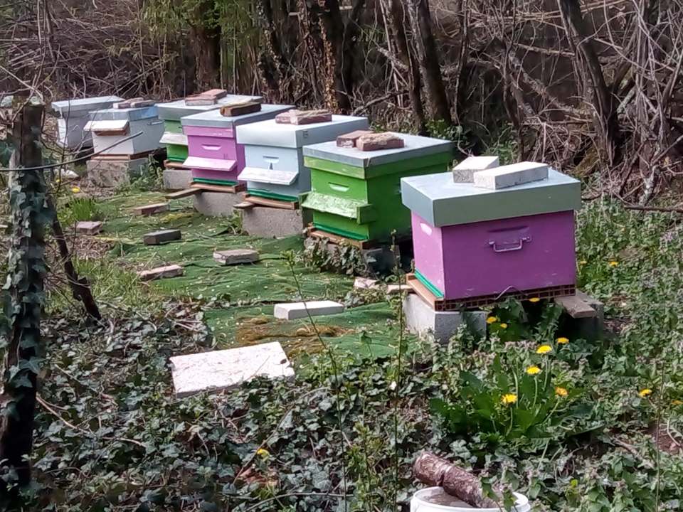 L’environnement du rucher | Saint-Yan | Rucher de Bosserand