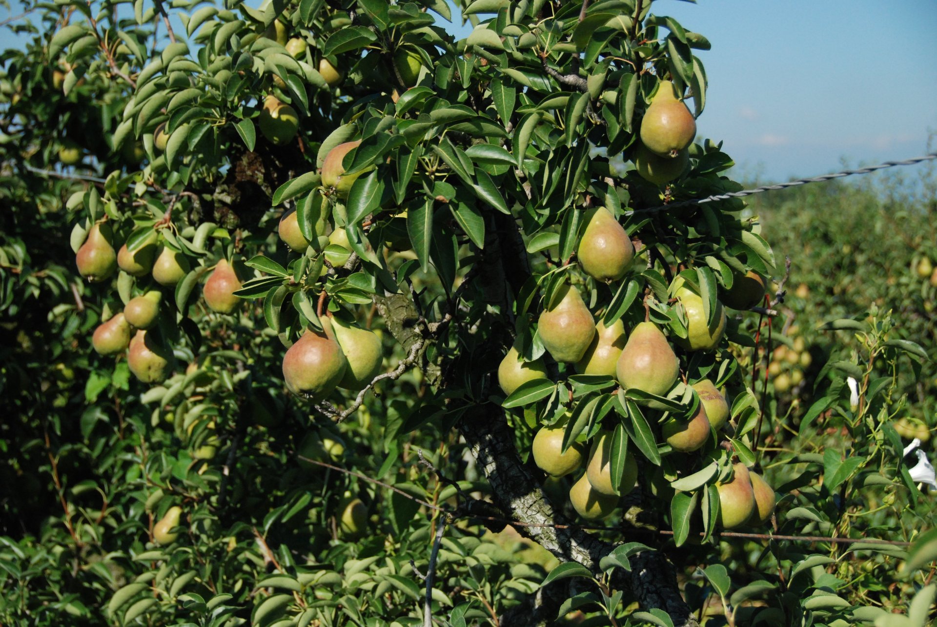 Poire William's/ Producteur/