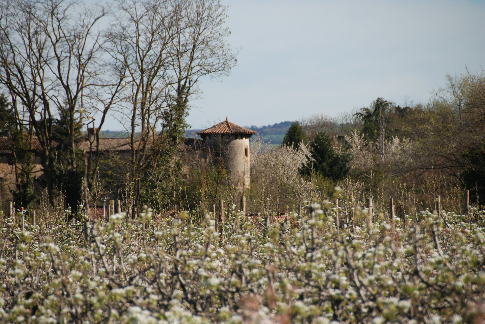 Poire williams rouge