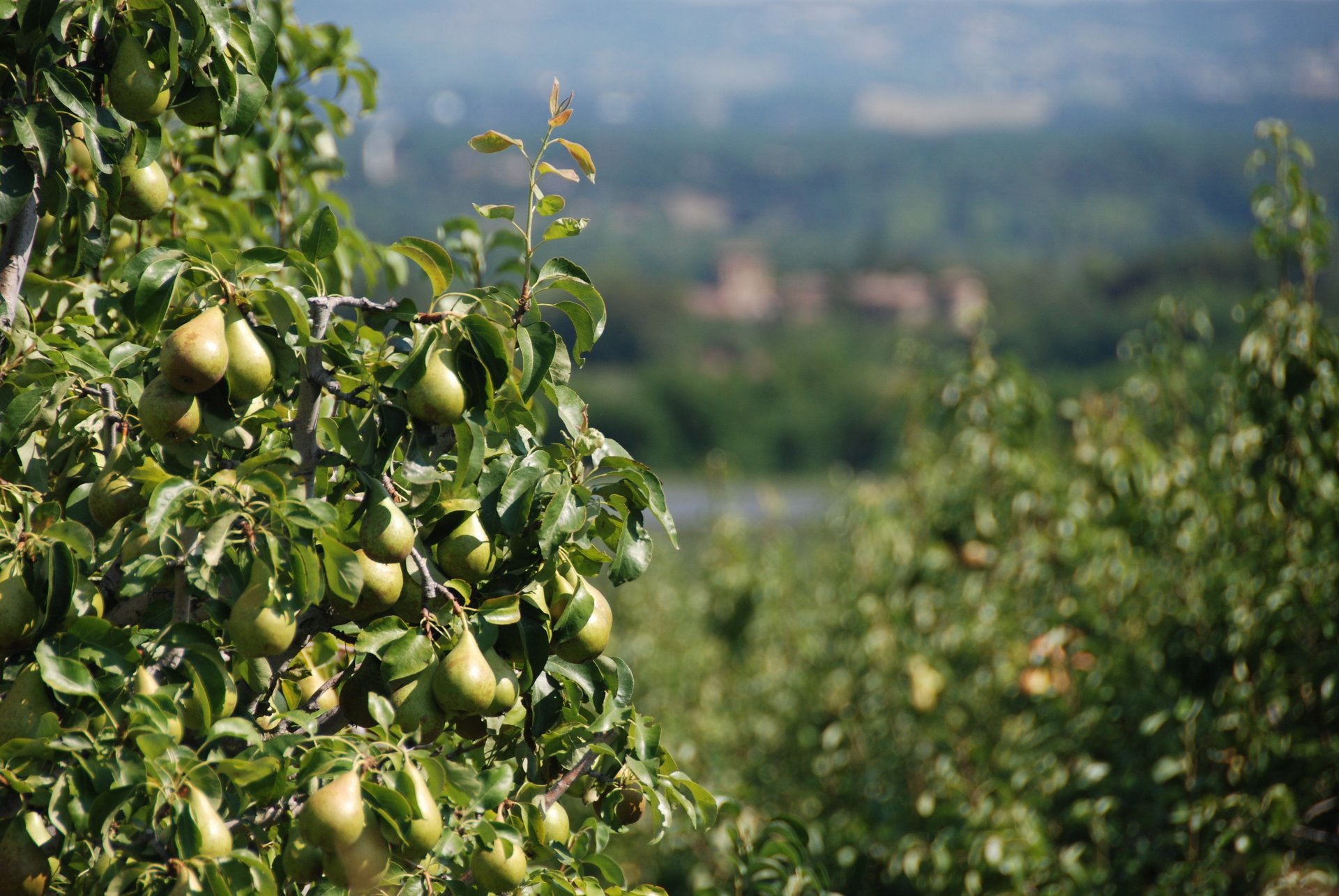 Producteur de poire Conférence