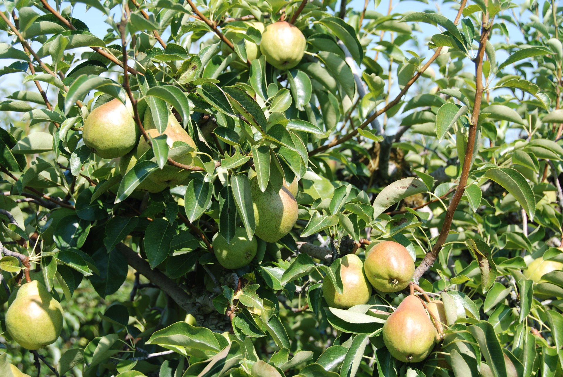 Poire William's/ Producteur/